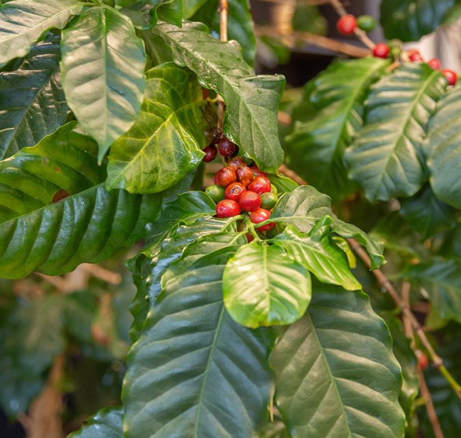 Accademia del Caffè Espresso (FI) – Toscana Secrets